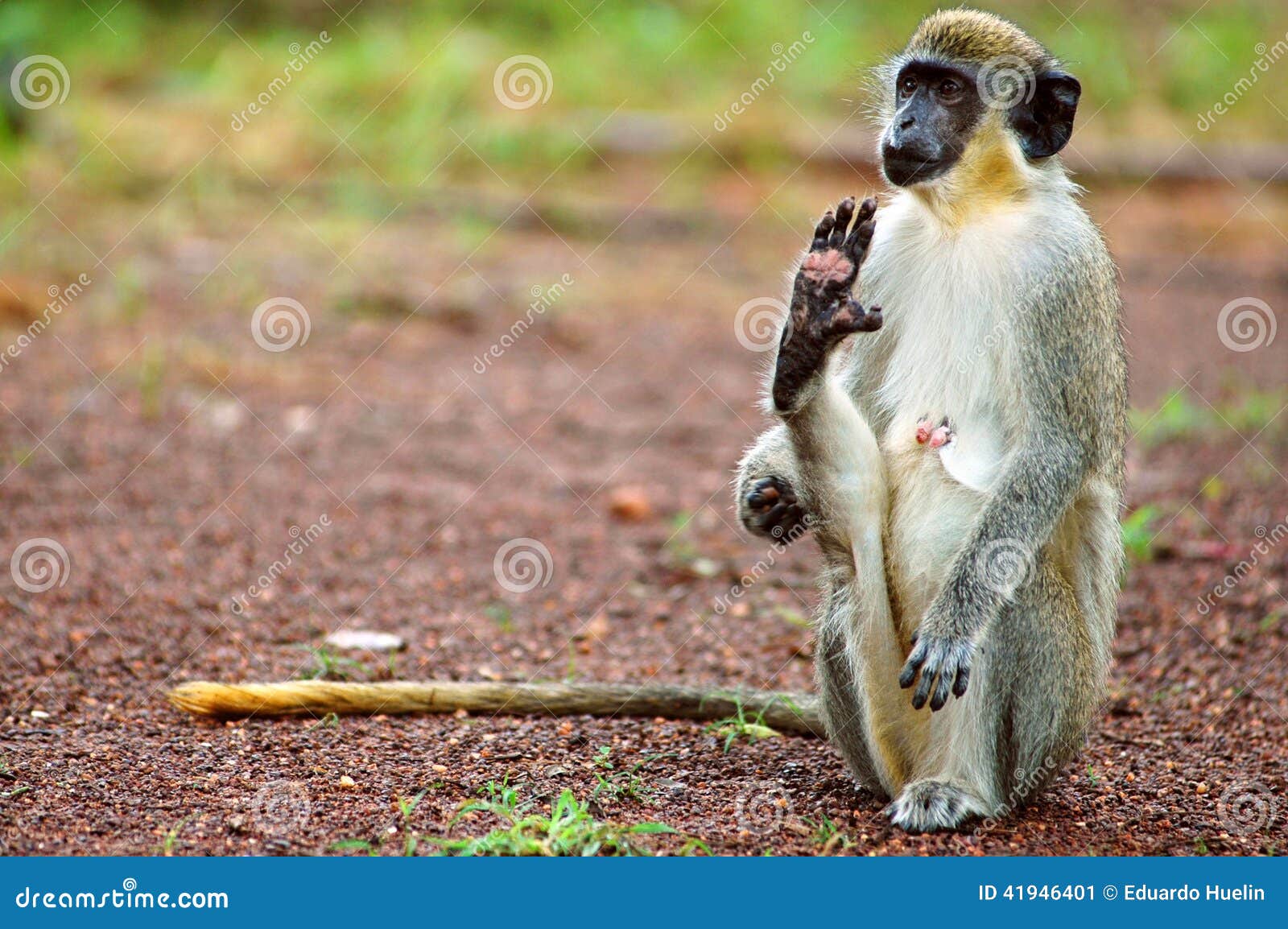Green Monkey in Senegal, Africa Stock Image - Image of perched, head ...