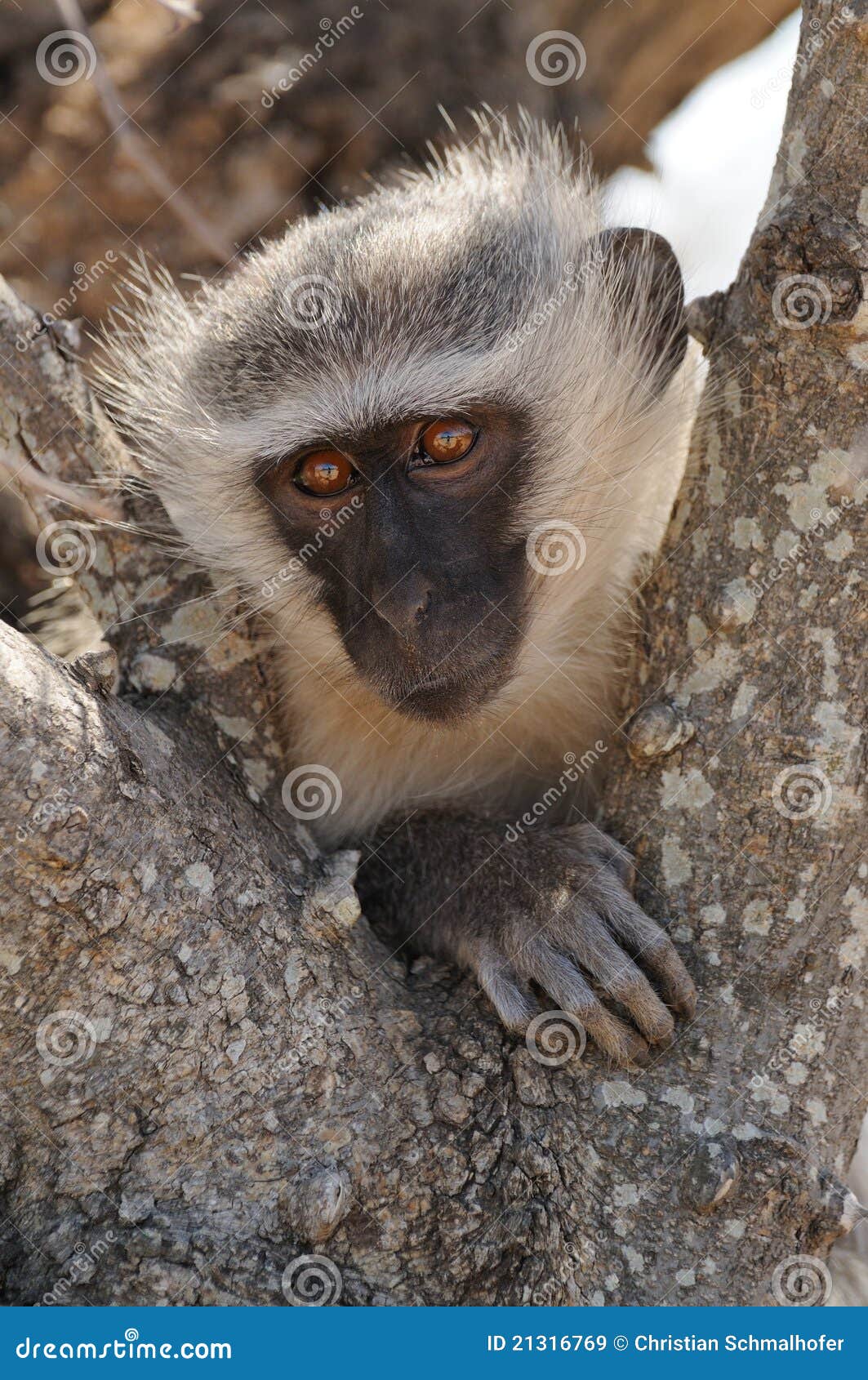 Green Monkey National Park Kruger South Africa Reserves And Protected ...
