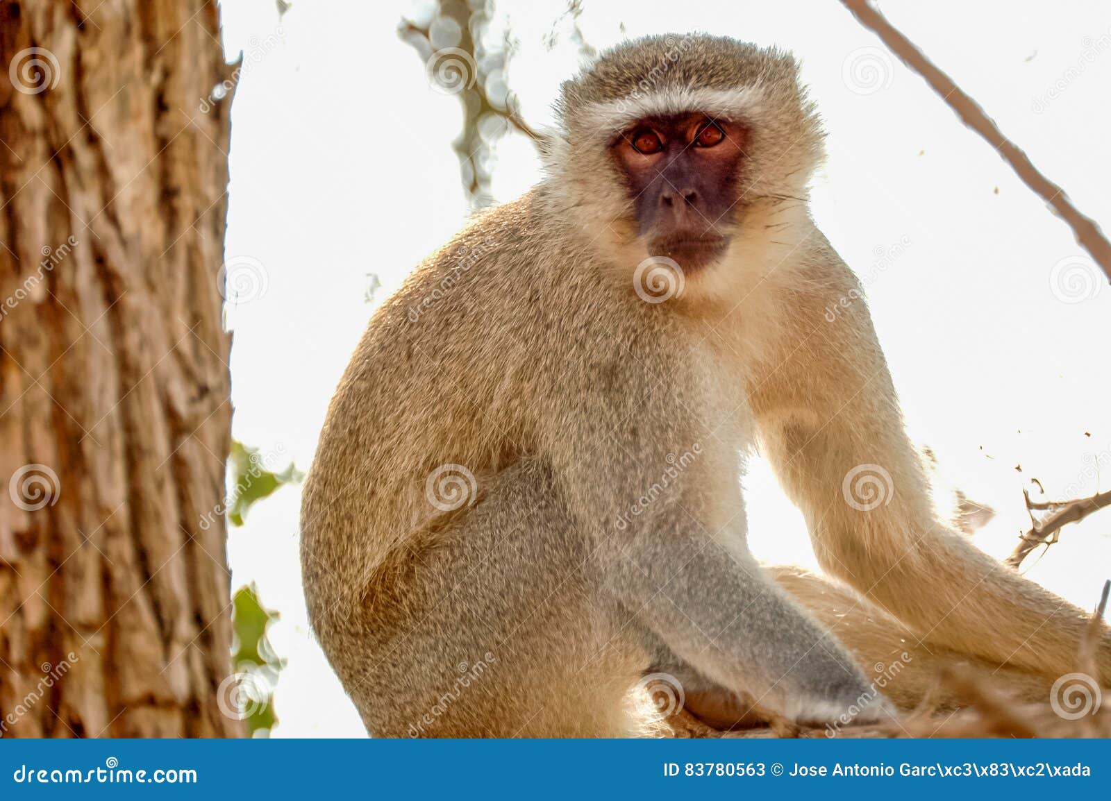 Green monkey stock image. Image of pygerythrus, chlorocebus - 83780563