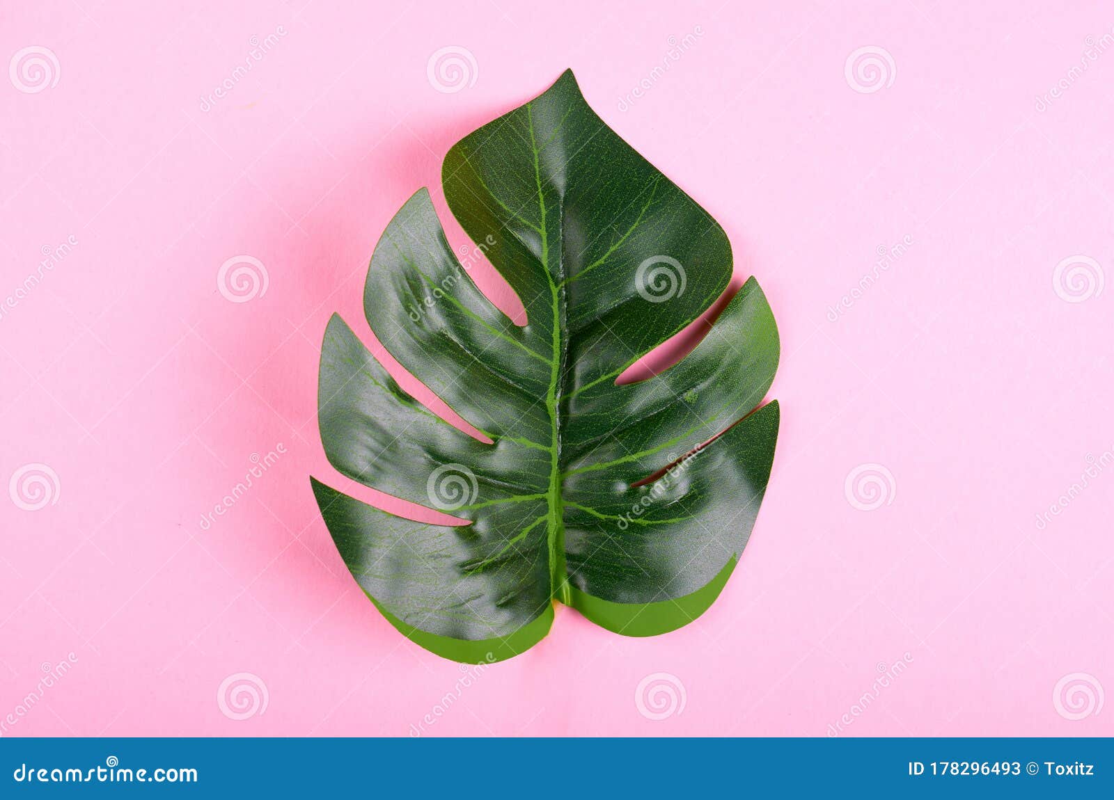 Green Monstera Leaf Composition on Color Background Stock Image - Image ...