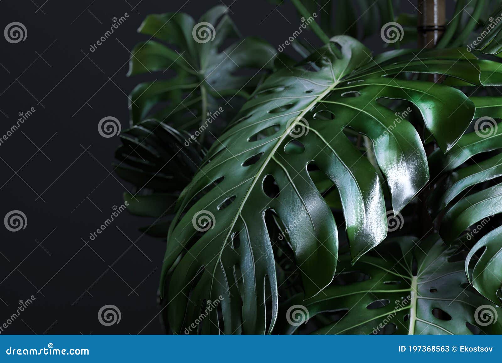 Green Monstera Leaves on Dark Background, Wallpaper. 3d Rendering Stock ...