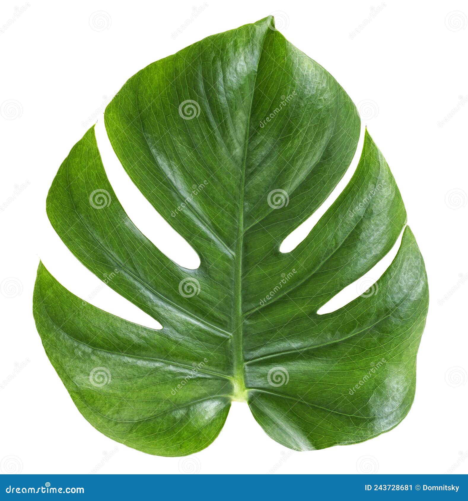 Green Monstera Tropical Leaf Isolated on White Background, Top View ...