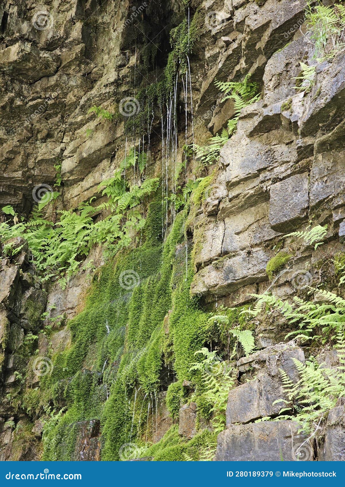 Green Moos on the Cliff Wall and Waterfall Stock Image - Image of plant ...
