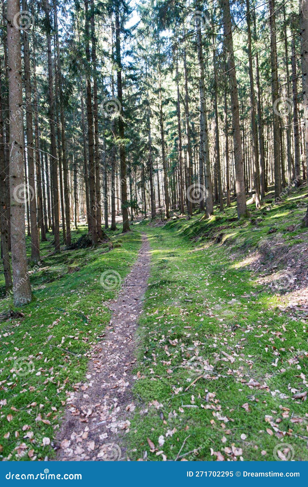 Green Moos on Conifer Forest Stock Image - Image of trees, nature ...
