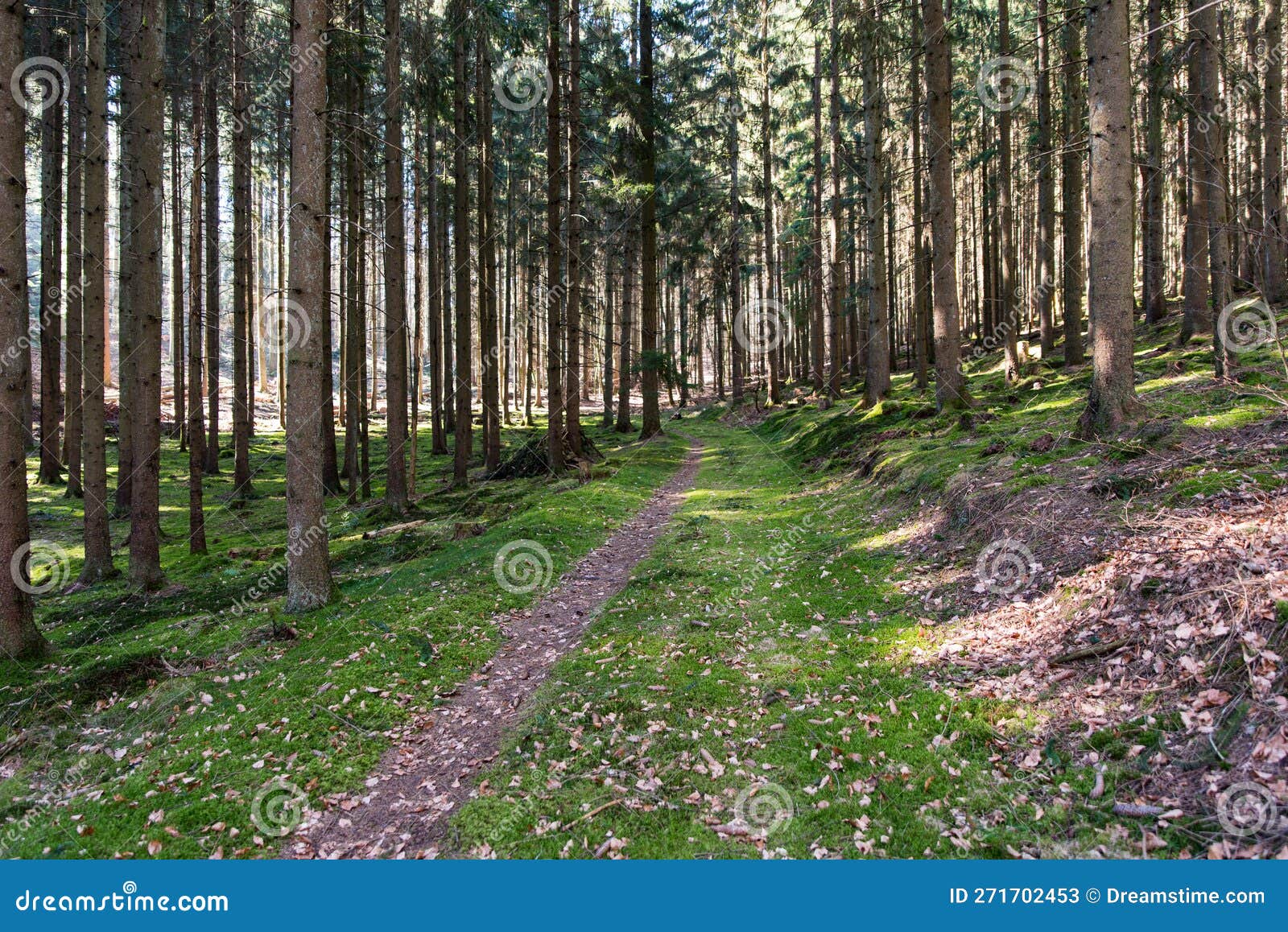 Green Moos on Conifer Forest Stock Image - Image of moos, mossy: 271702453