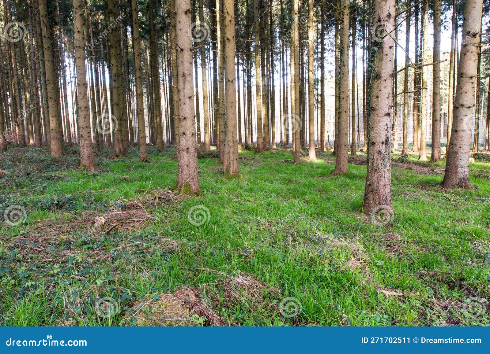 Green Moos on Conifer Forest Stock Image - Image of wilderness, tourist ...