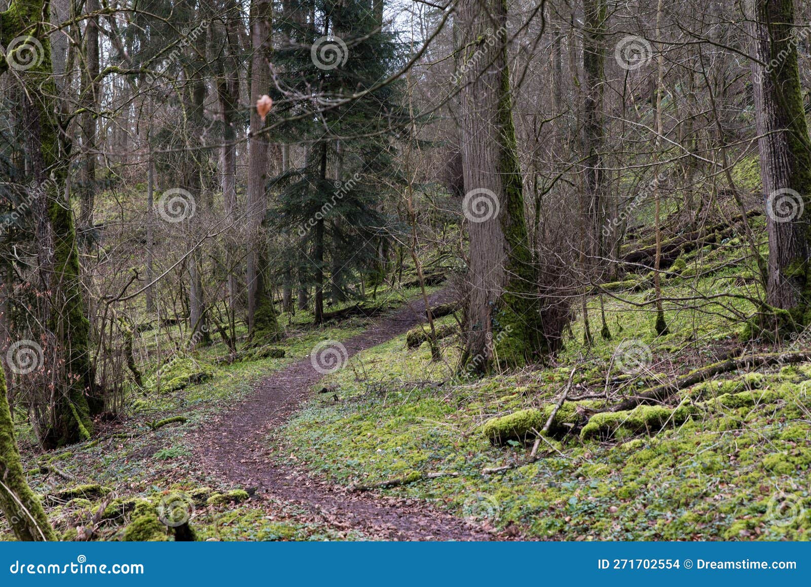 Green Moos on Conifer Forest Stock Photo - Image of reflection, plant ...