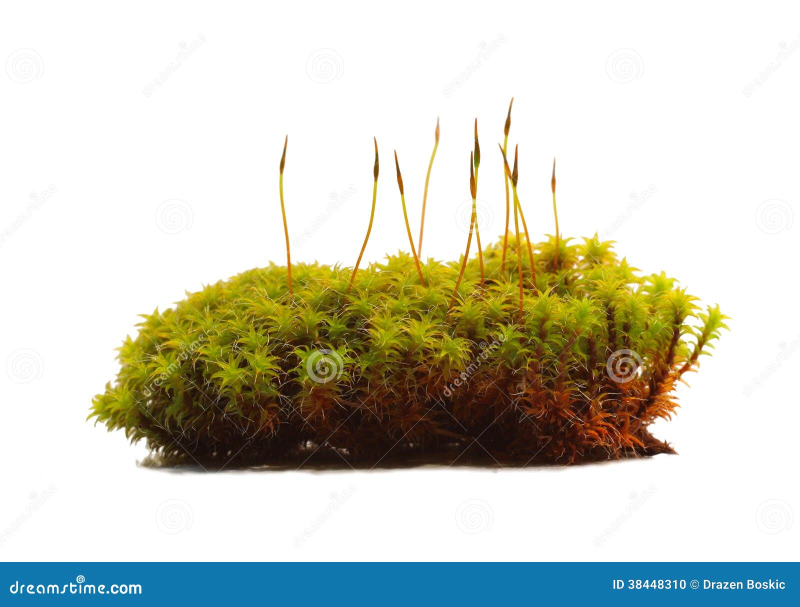 Green Moos on White Backround Stock Photo - Image of macro, focus: 38448310
