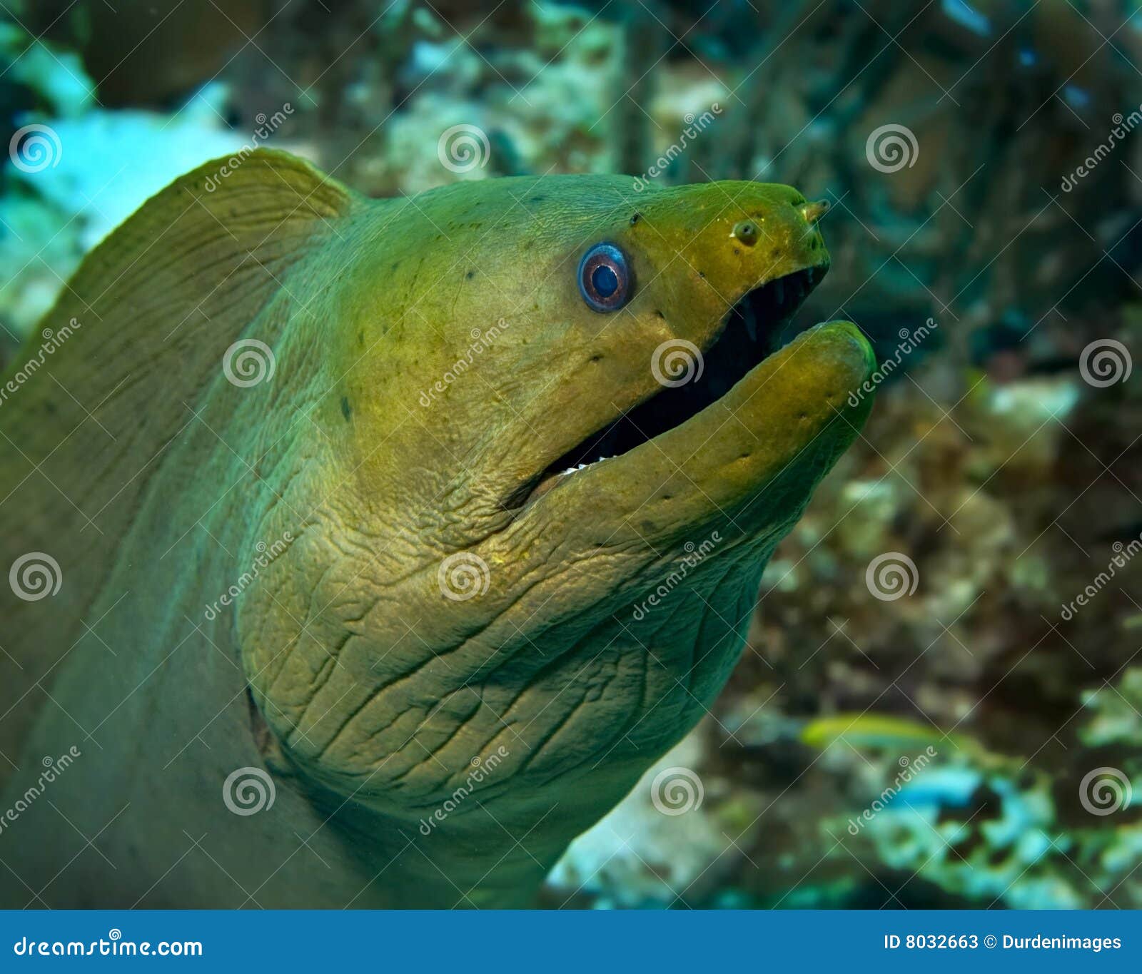 Green Moray stock image. Image of underwater, aquatic - 8032663