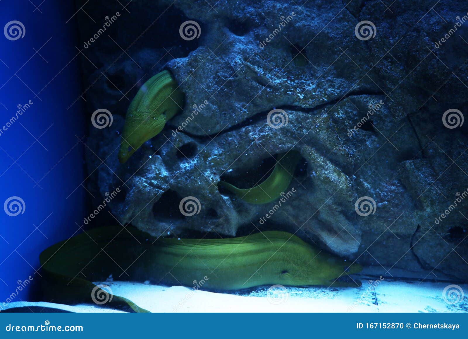 Green Moray Eel Fish Swimming in Aquarium Stock Photo - Image of blue ...