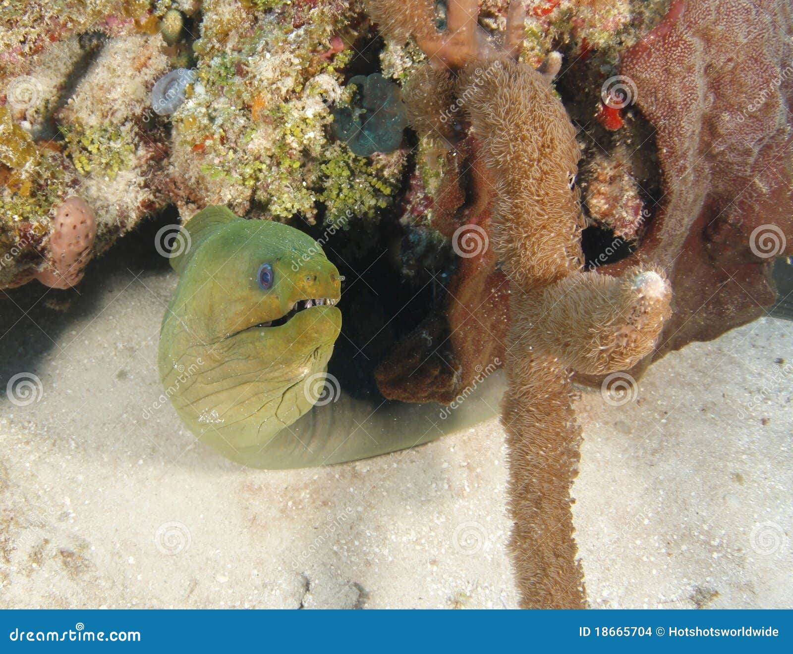 Green Moray Eel, Utila, Honduras Underwater Snake Stock Photo - Image ...