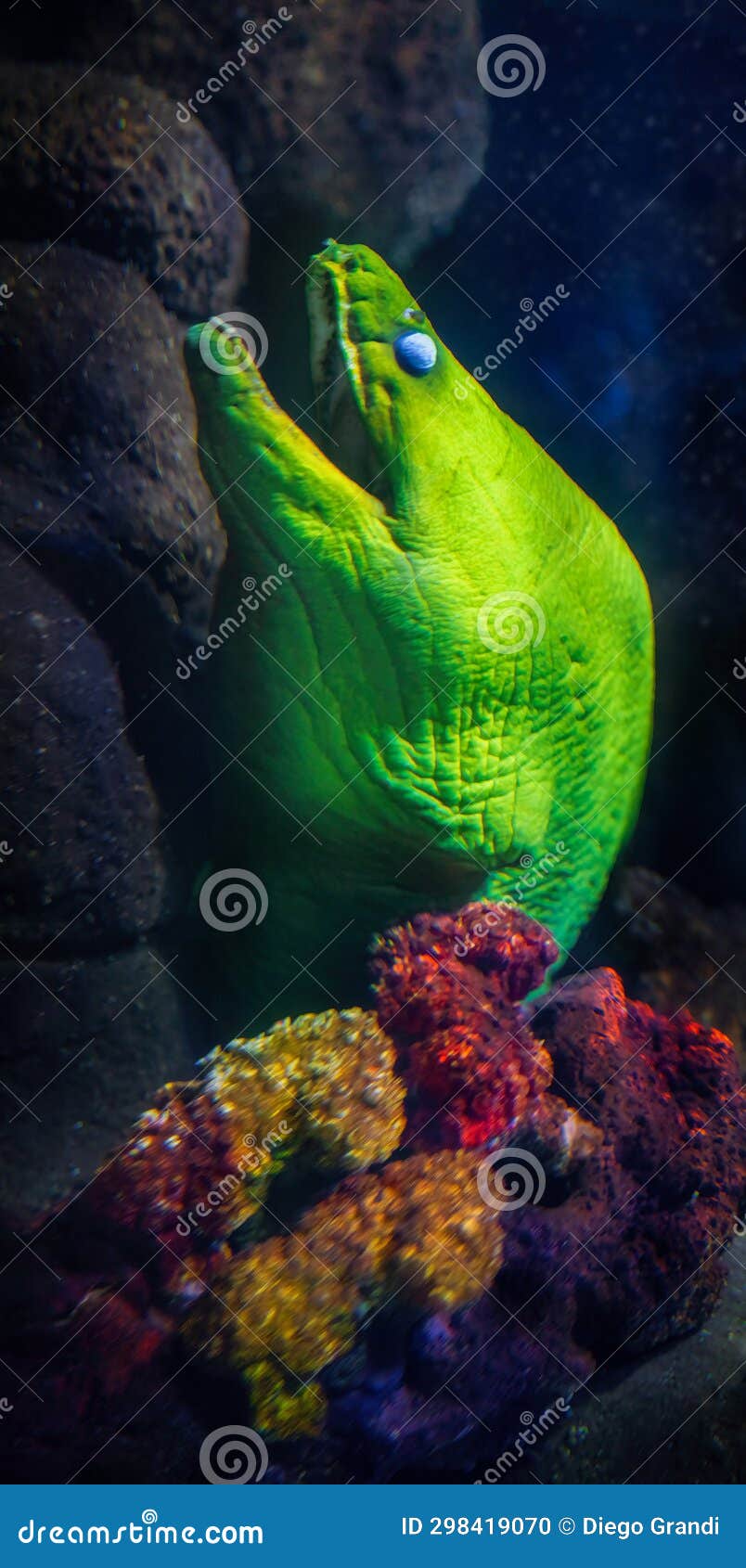 Green Moray - Large Moray Eel Stock Photo - Image of species, moray ...