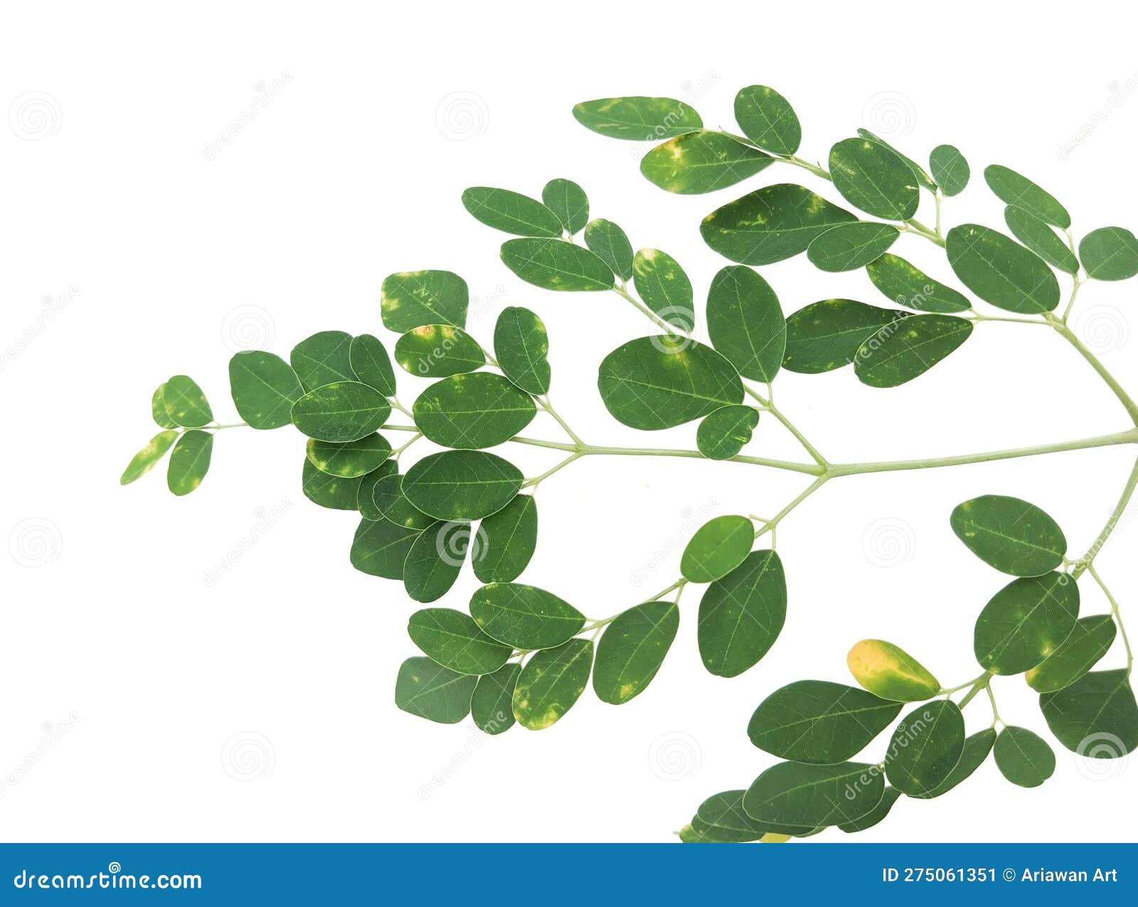 Green Moringa Leaf Branch, Tropical Herb Isolated on White Background ...