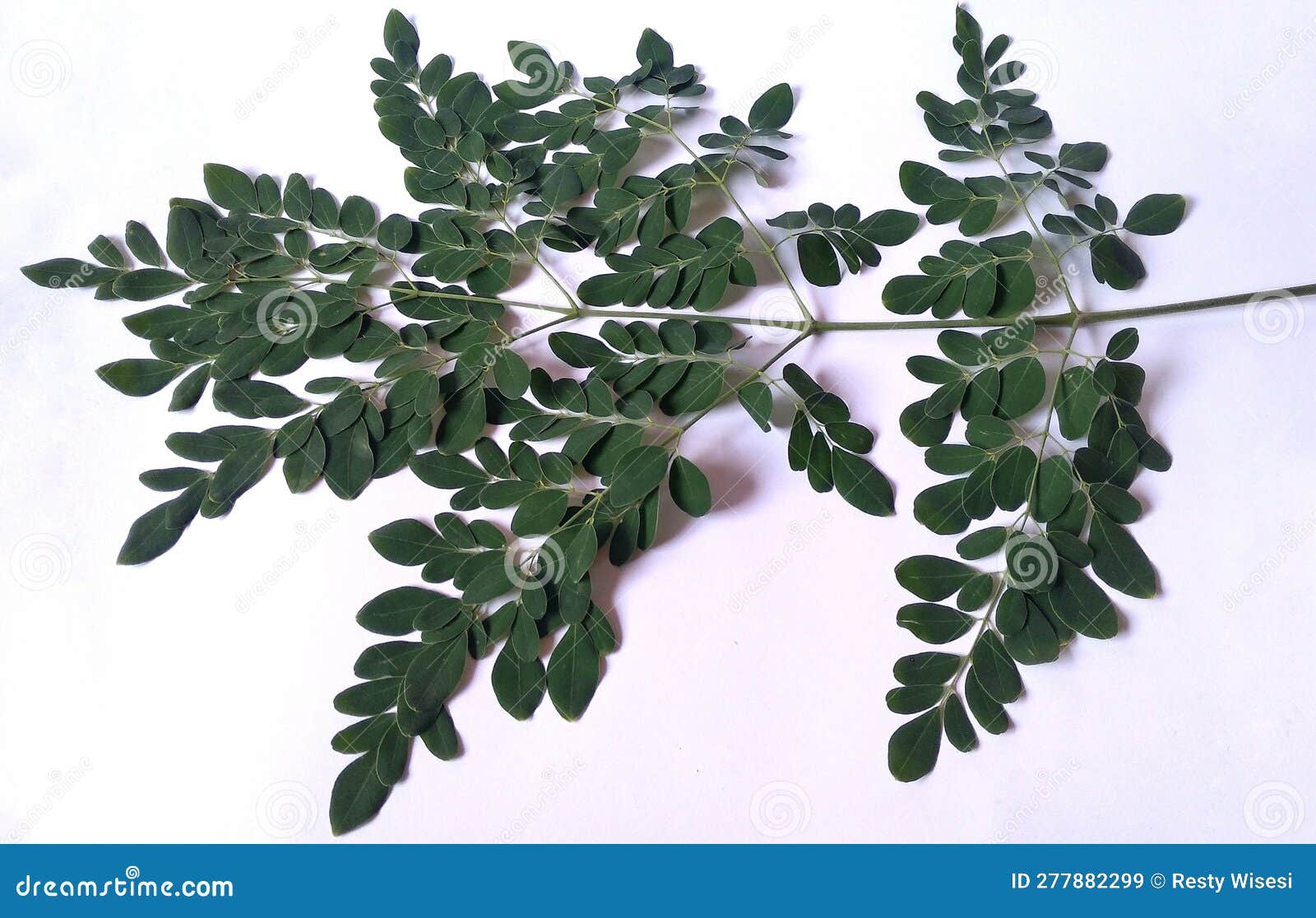 Green Moringa (Moringa Oleifera) Leaves on White Background. Stock ...