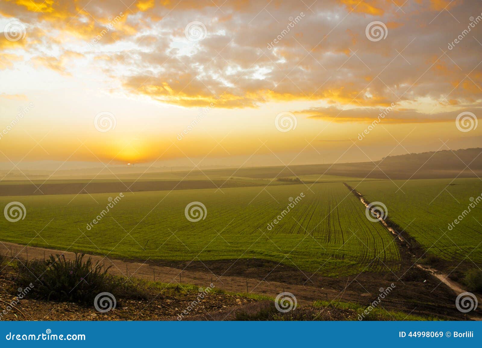 Green morning field stock image. Image of sparkle, warm - 44998069