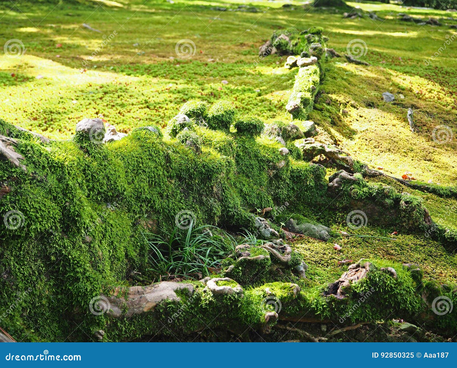 Green Mos Growing on the Tree Root Stock Image - Image of nara ...