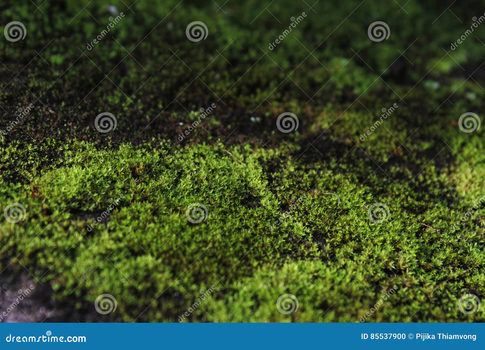 Green mos/ Mos Background. stock photo. Image of nature - 85537900