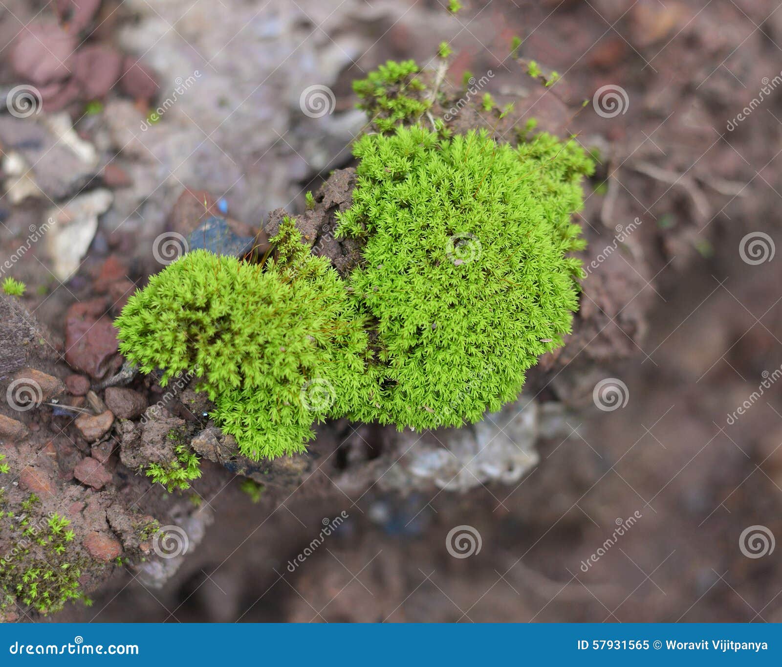 Green mos stock image. Image of carpet, ancient, flower - 57931565