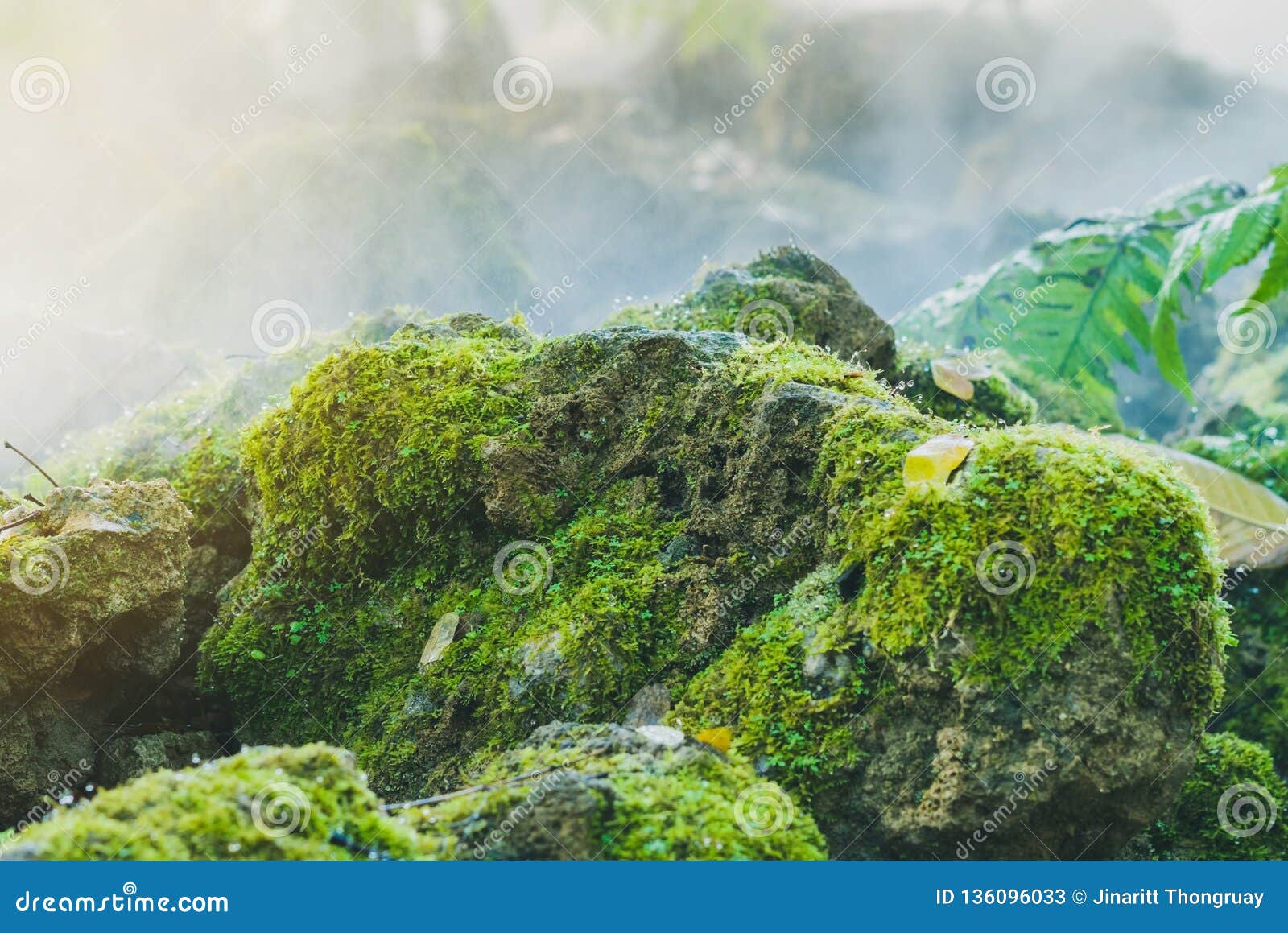 Green Mos on Stone while Water Springer Spreading Stock Image - Image ...