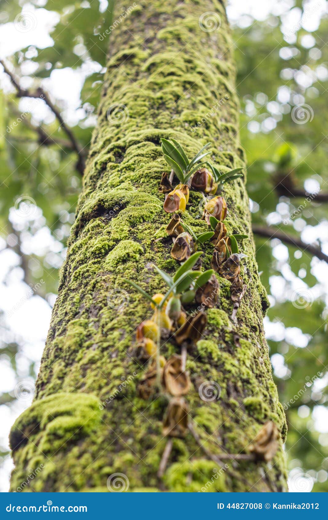 Green mos on the tree stock photo. Image of plant, outdoor - 44827008