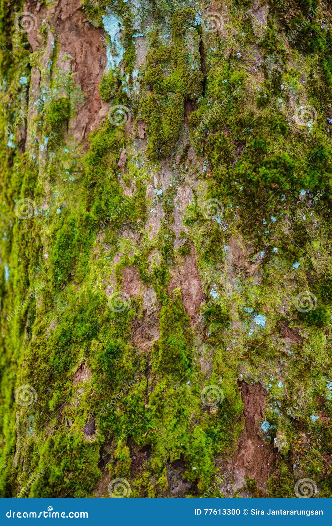 Green mos on the tree stock photo. Image of spore, clumps - 77613300