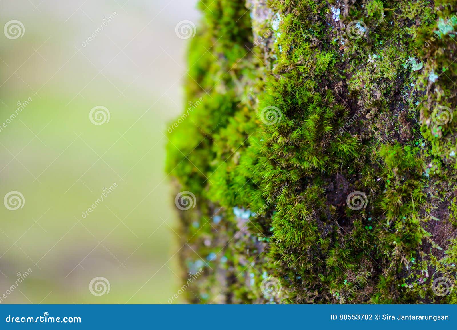 Green mos on the tree stock photo. Image of outdoor, france - 88553782