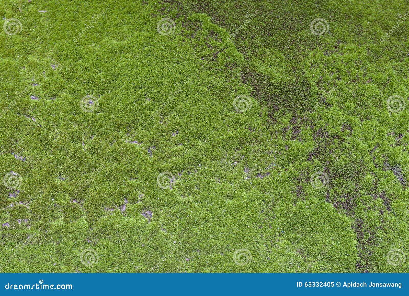 Green Mos on the Tree Texture or Background Stock Image - Image of leaf ...