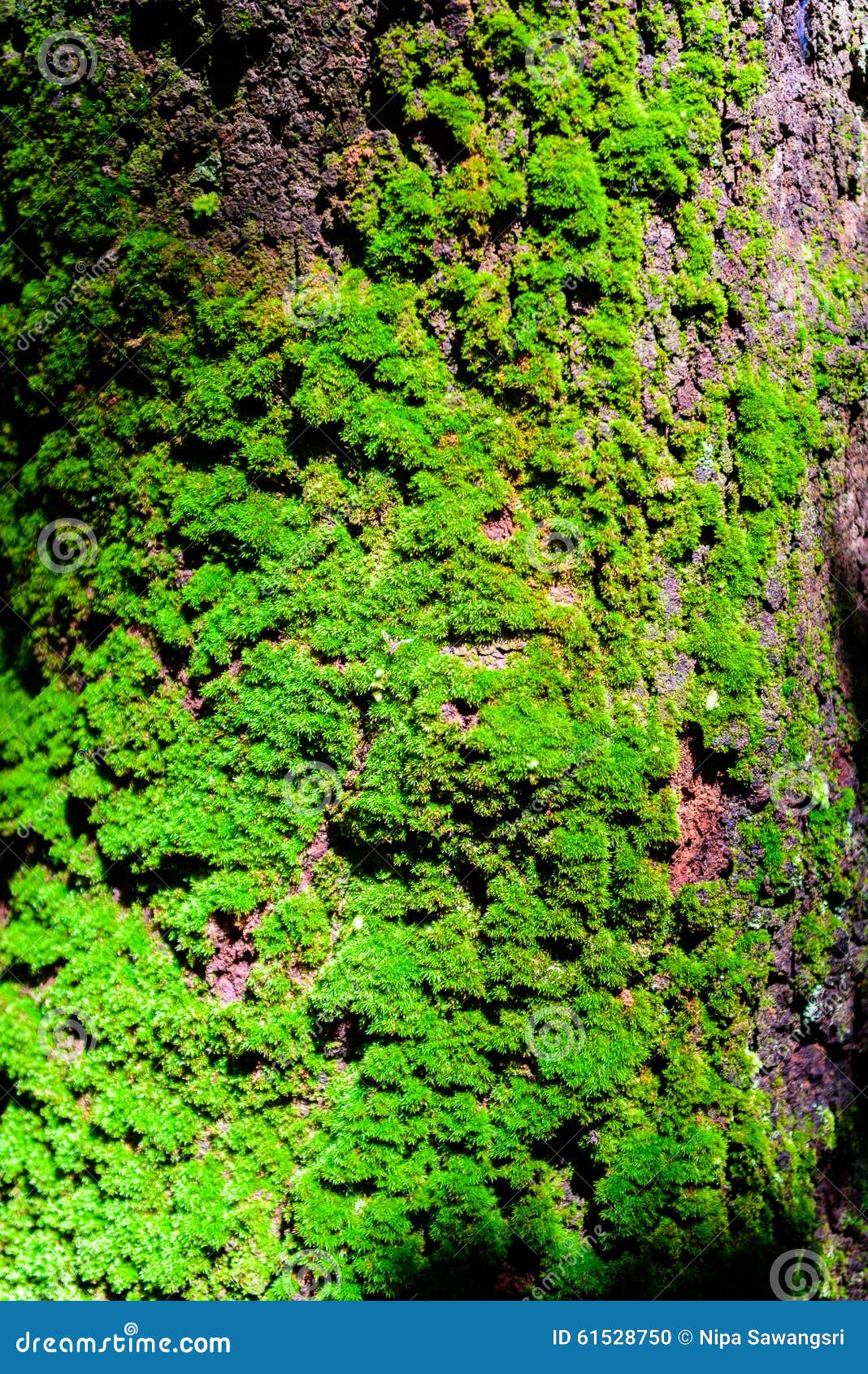 Green mos on the tree stock photo. Image of nature, leaf - 61528750