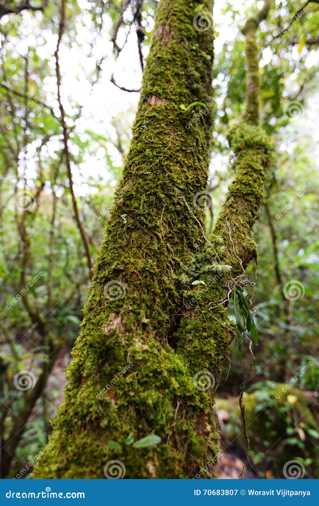 Green mos on the tree stock image. Image of relaxing - 70683807