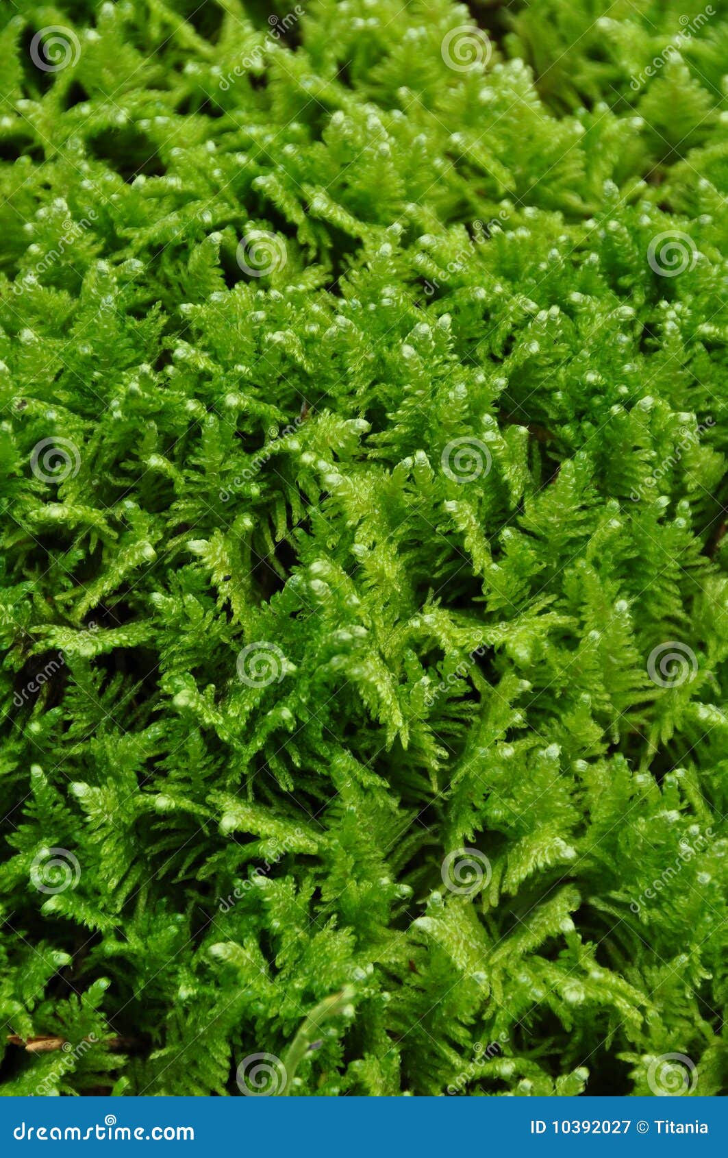 Green Moss stock image. Image of beautiful, macro, cover - 10392027
