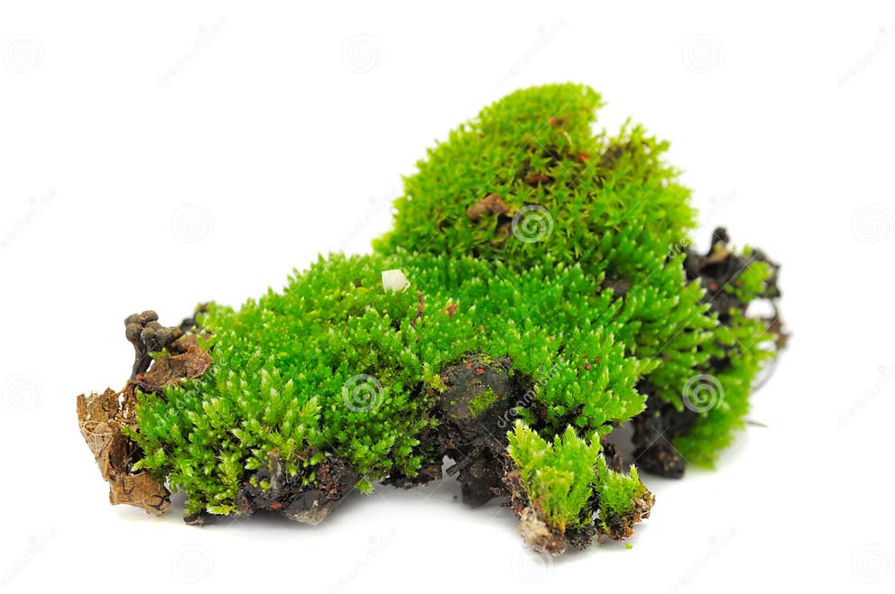 Green Moss stock image. Image of grass, detail, humid - 15805795