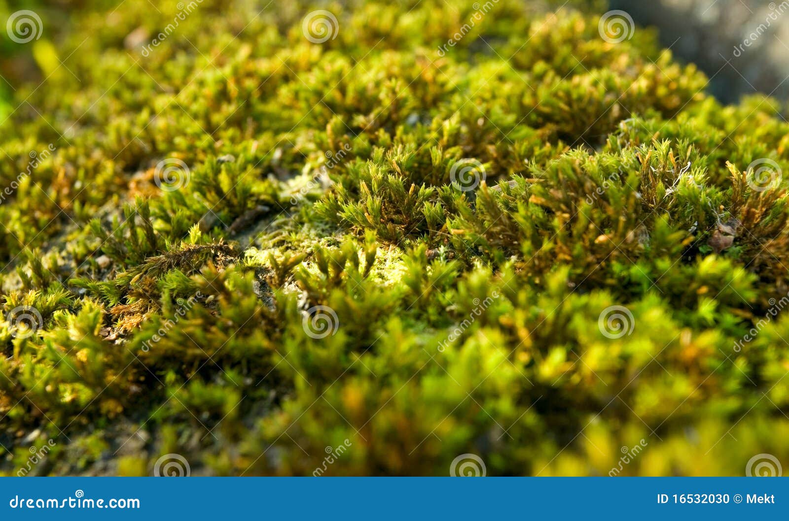 Green moss stock photo. Image of summer, green, yellow - 16532030