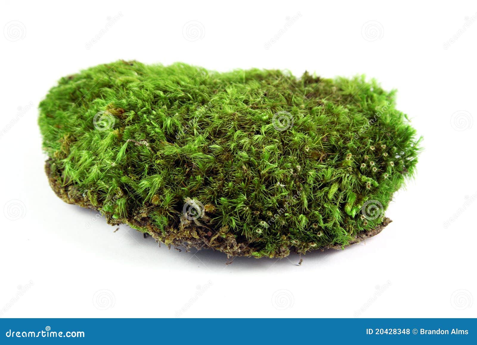 Green moss stock photo. Image of plant, moss, clump, earth - 20428348
