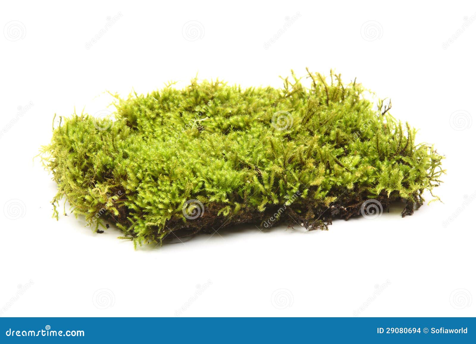 Green moss stock photo. Image of moss, isolated, floral - 29080694