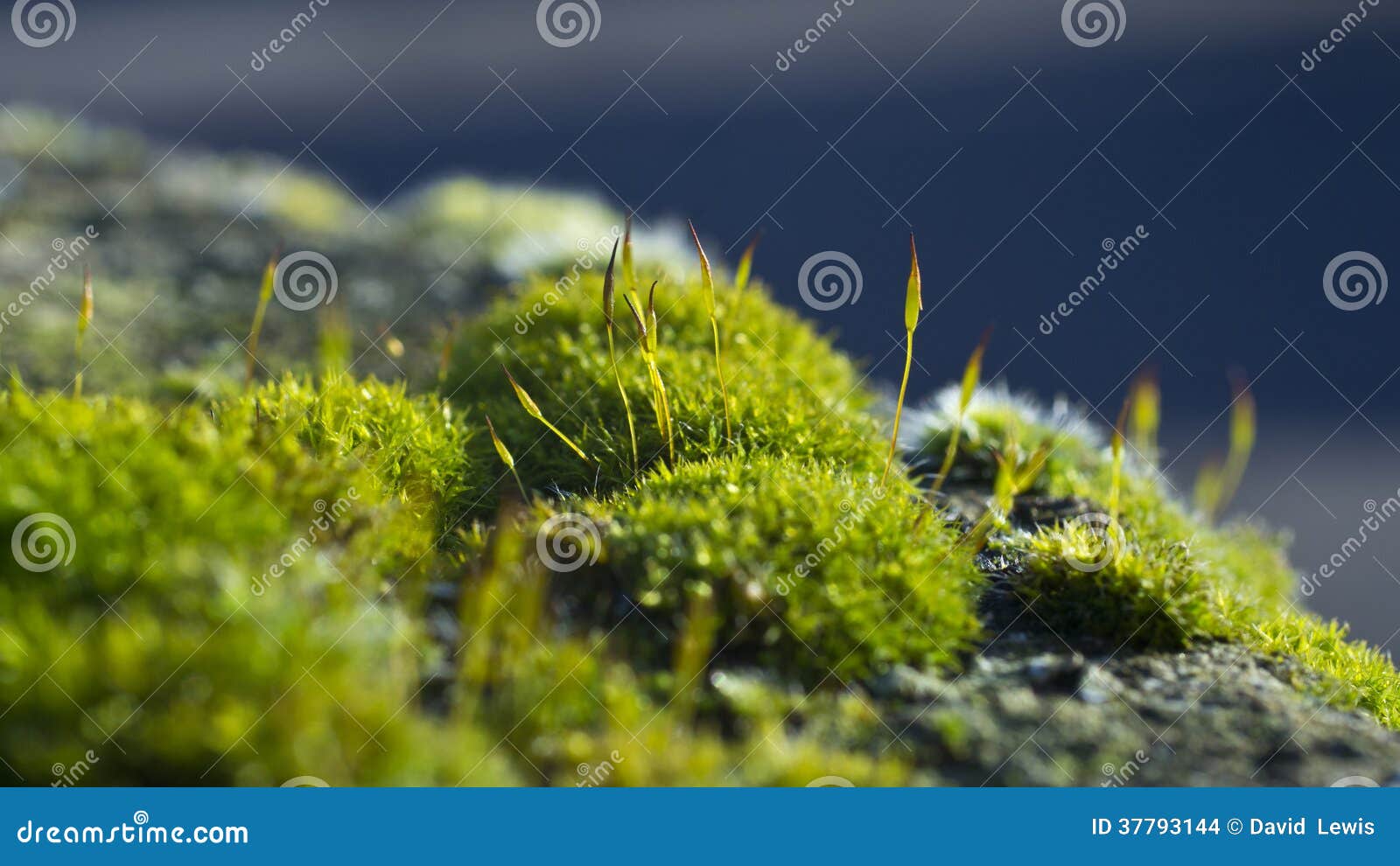 Green moss stock photo. Image of details, phylum, moss - 37793144