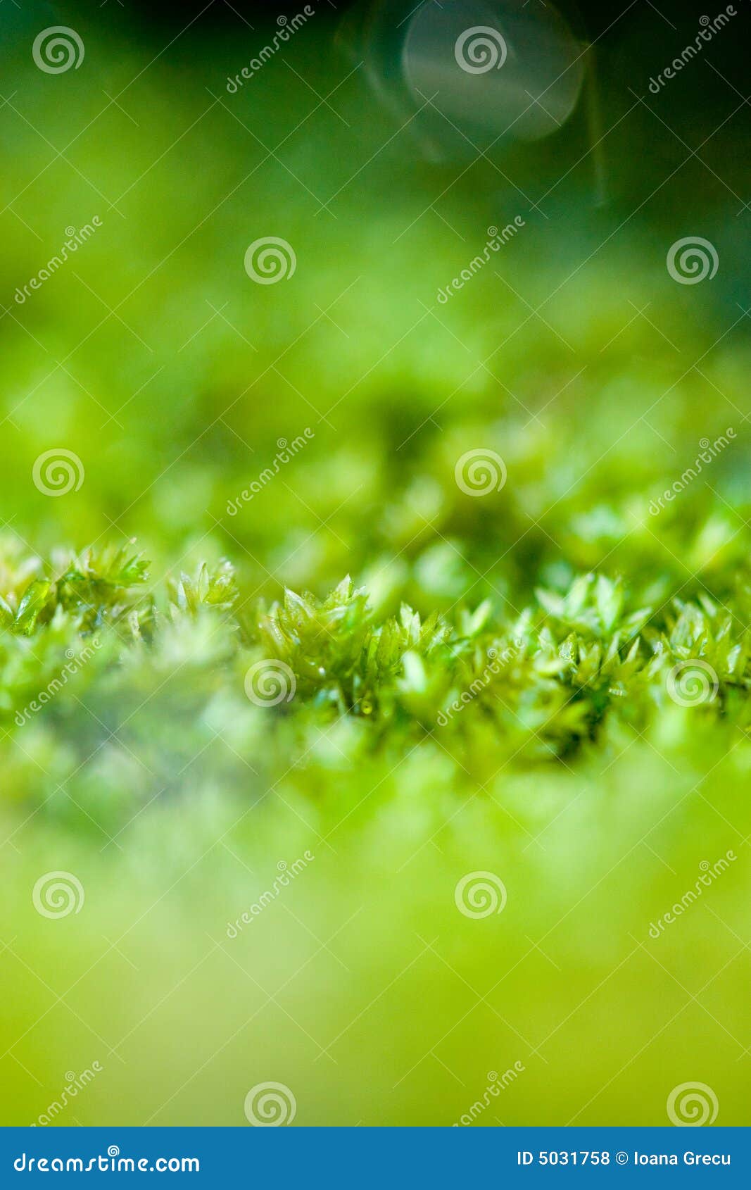 Green moss stock photo. Image of moss, water, nature, drops - 5031758