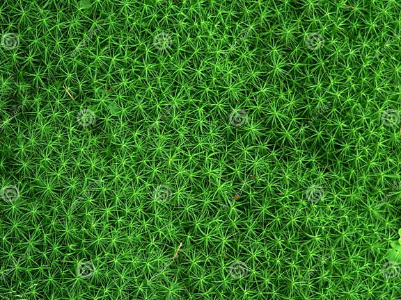 Green Moss stock image. Image of summer, vegetation, pattern - 582525