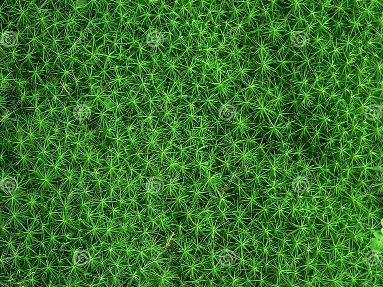 Green Moss stock image. Image of summer, vegetation, pattern - 582525