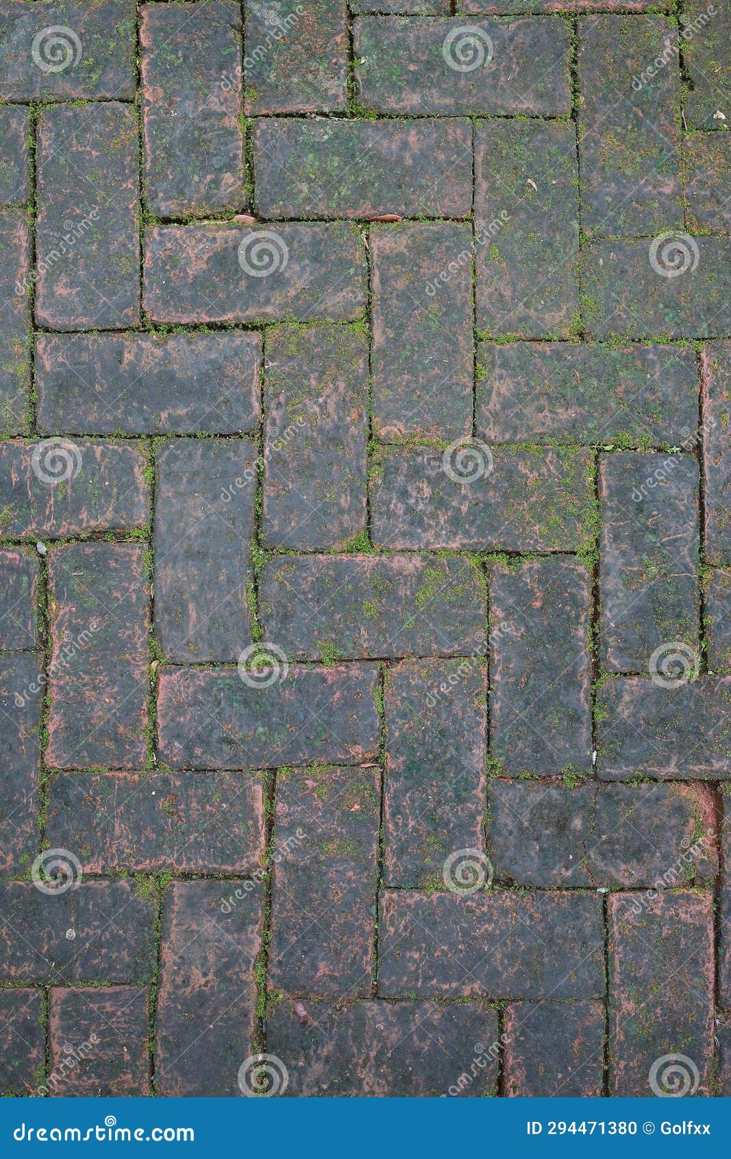 Green Moss and Algae on Red Brick Pathway or Walkway. Top View Stock ...