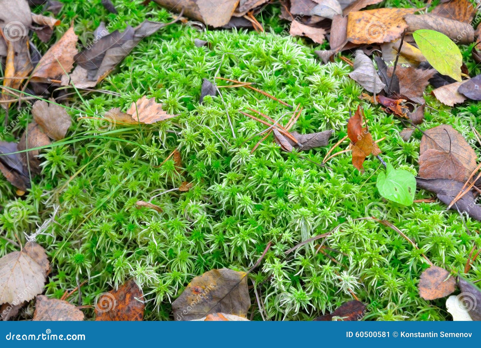 Green Moss in Autumn Forest. Stock Image - Image of green, autumn: 60500581