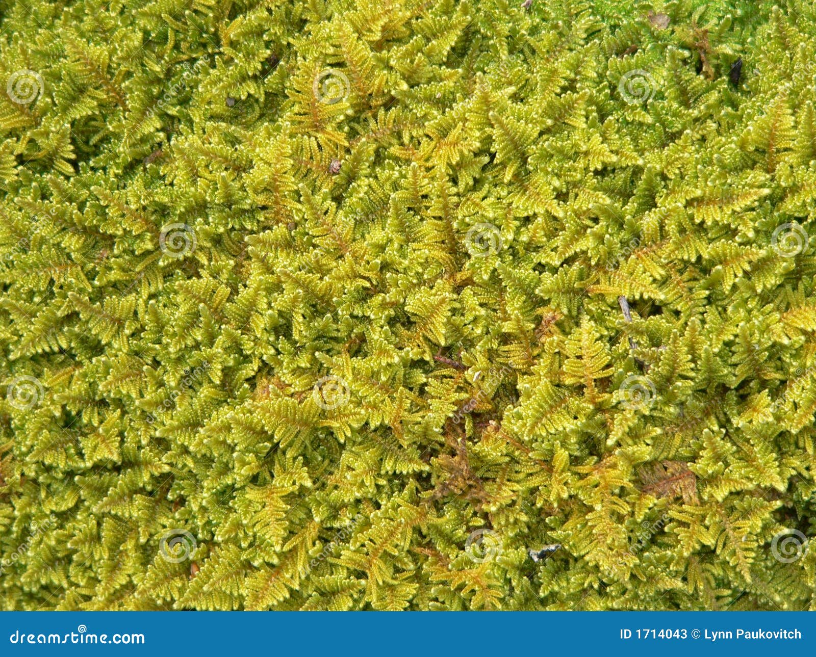 Green Moss Background stock image. Image of textures, close - 1714043