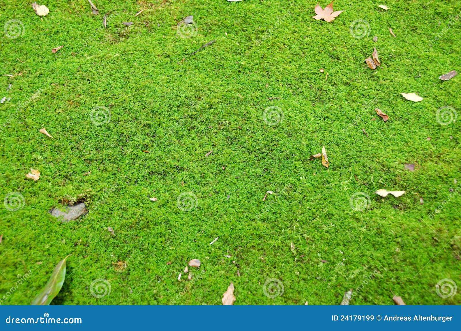Green moss background stock image. Image of plant, autumn - 24179199