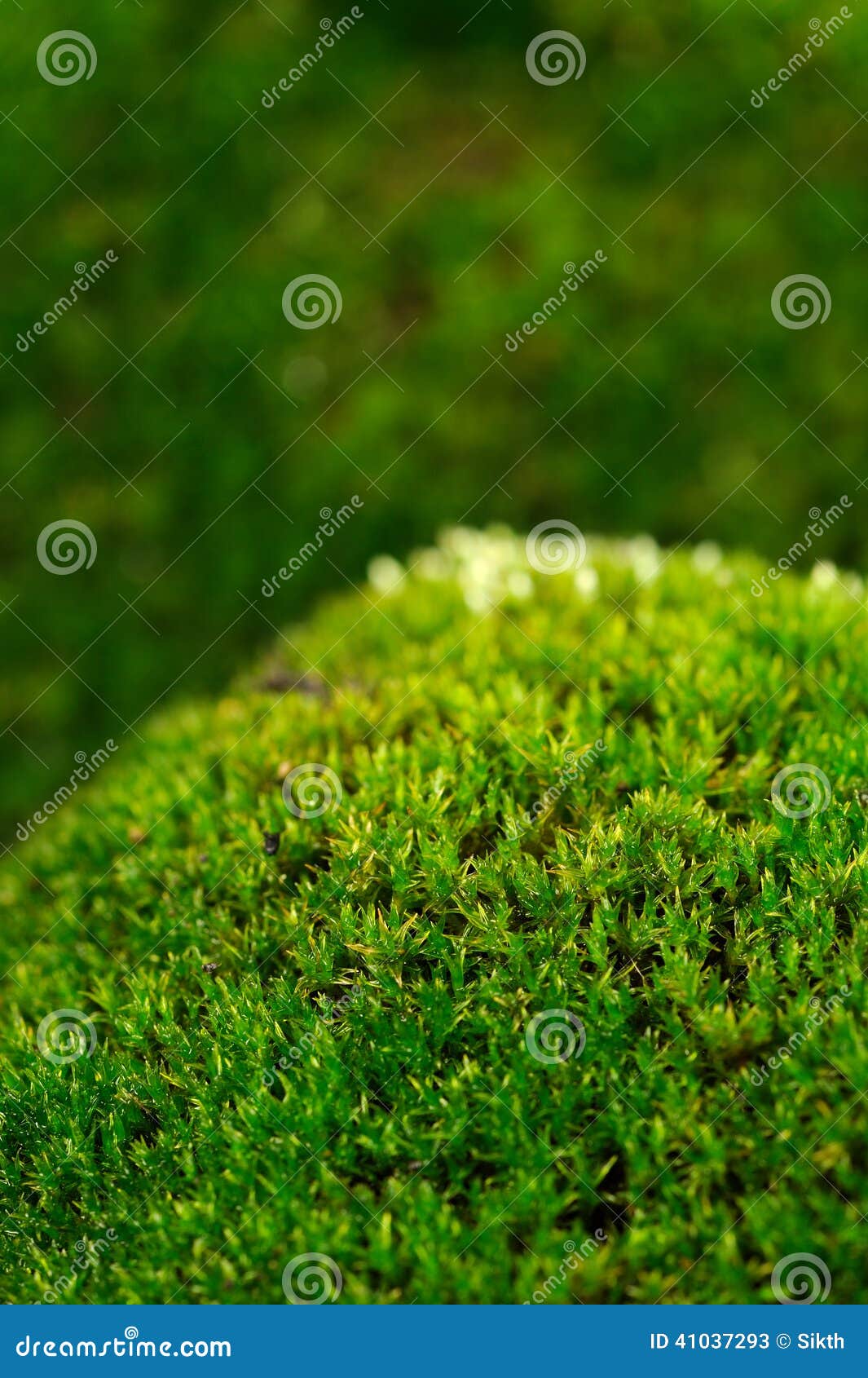 Green Moss Background stock image. Image of patch, detail - 41037293