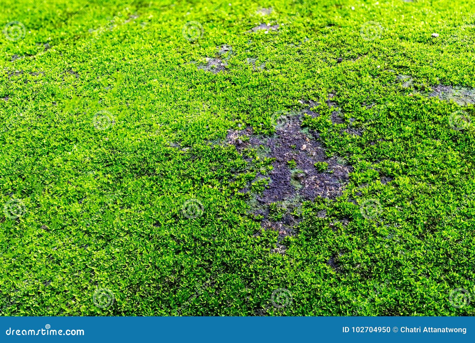 Green moss background stock photo. Image of moss, dicranum - 102704950