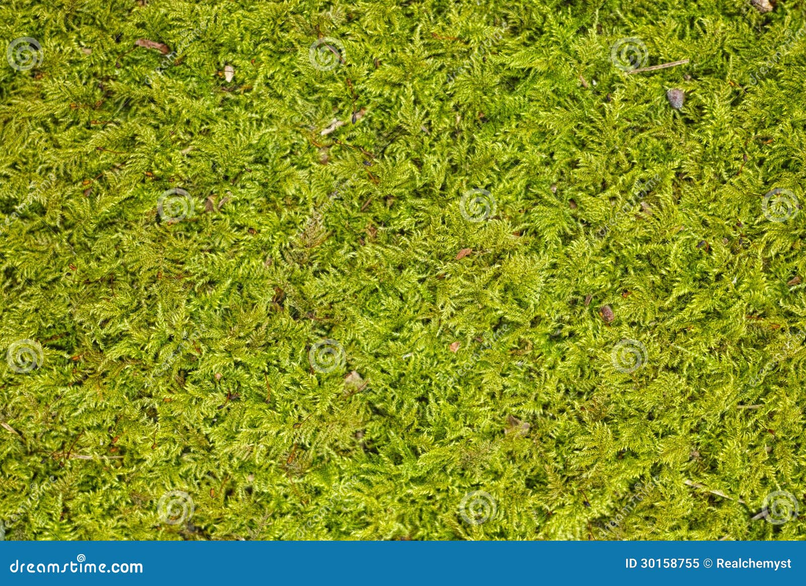 Moss background stock image. Image of abstract, leaf - 30158755
