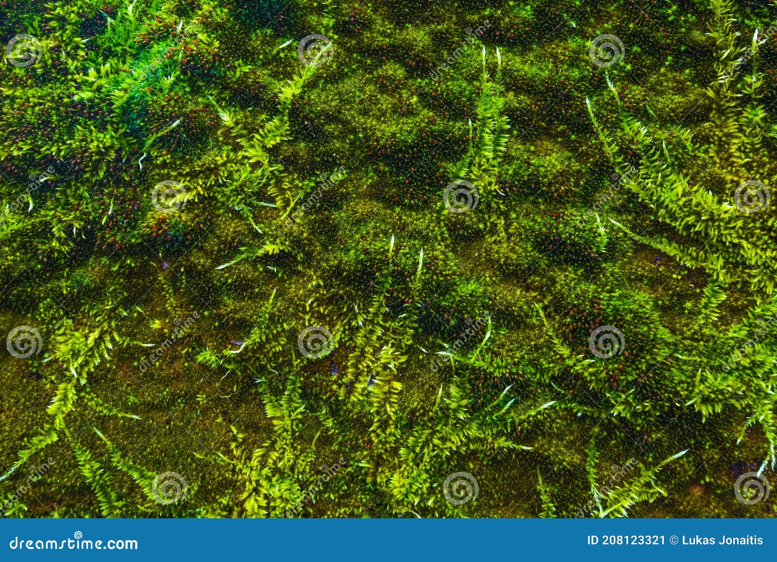 Green Moss Background Pattern Texture, Nature Background Stock Image ...