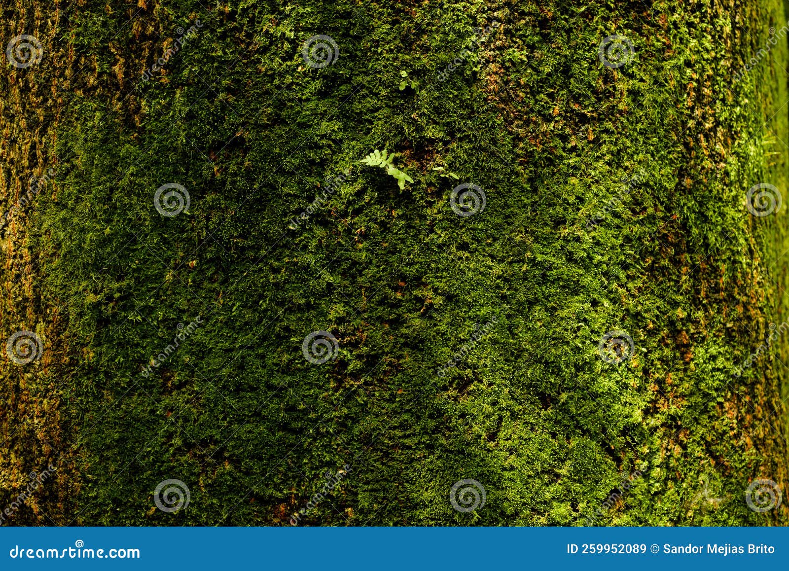 Green Moss, Background, Texture Stock Image - Image of humidity, field ...