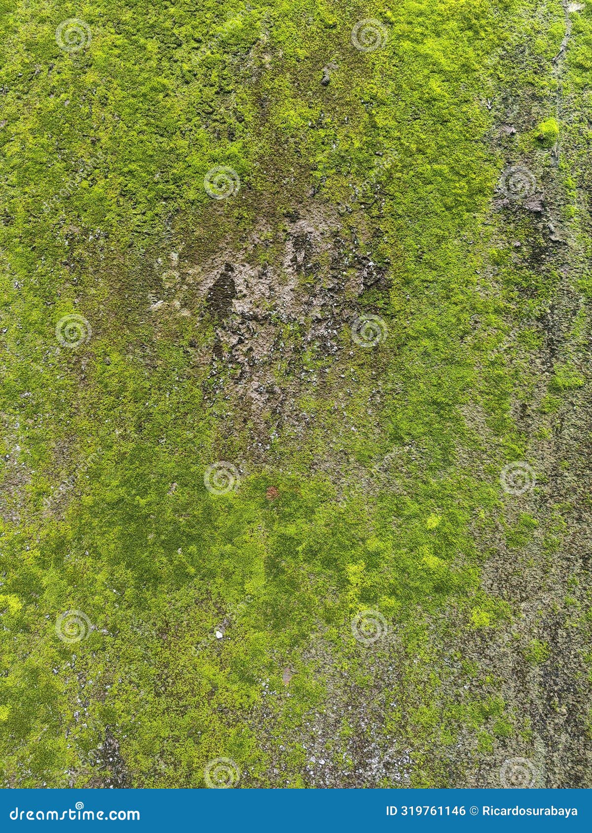 Green Moss Background Texture Beautiful in Nature Stock Photo - Image ...
