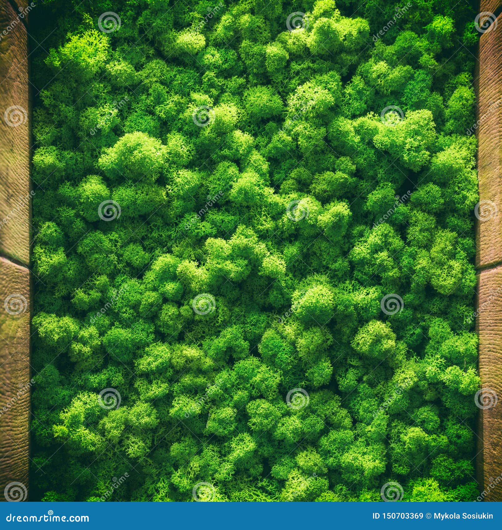 Green Moss Background Texture Close Up Top View Interior Design Stock ...