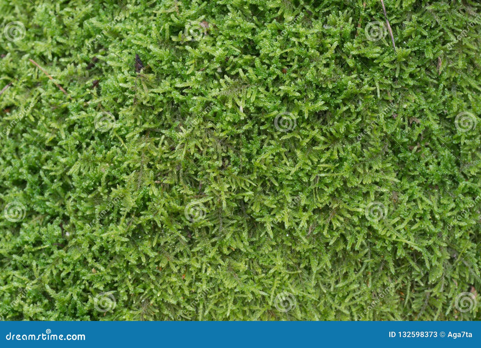 Green Moss Background Texture Stock Image - Image of light, mockup ...